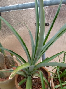 Ananas - Peter-Pauls Blog